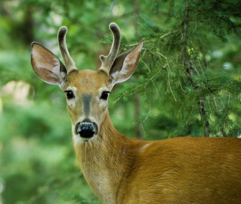 Est ce que les cerfs ont mal quand leurs bois poussent ? Romane, 11 ans ...