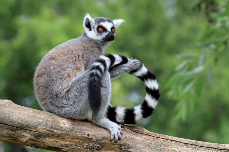 A quoi sert la queue des animaux ? Clotilde, 10 ans - Images Doc
