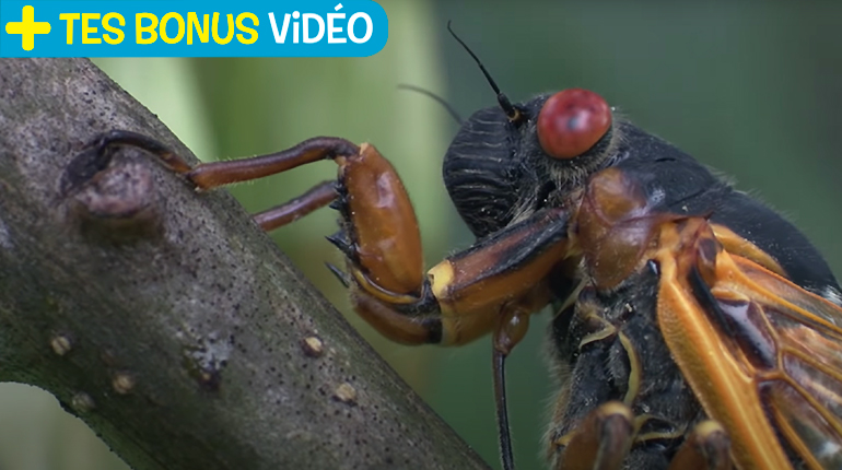 Alerte: cigales zombies ! - Images Doc