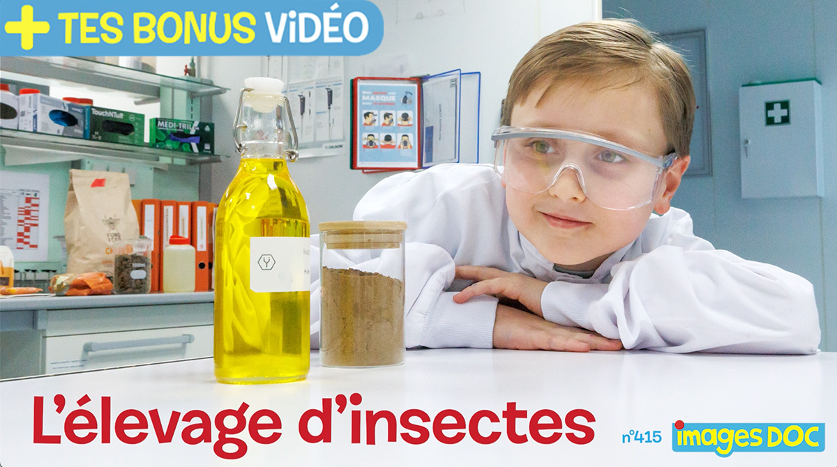 L'élevage d'insectes - Images Doc